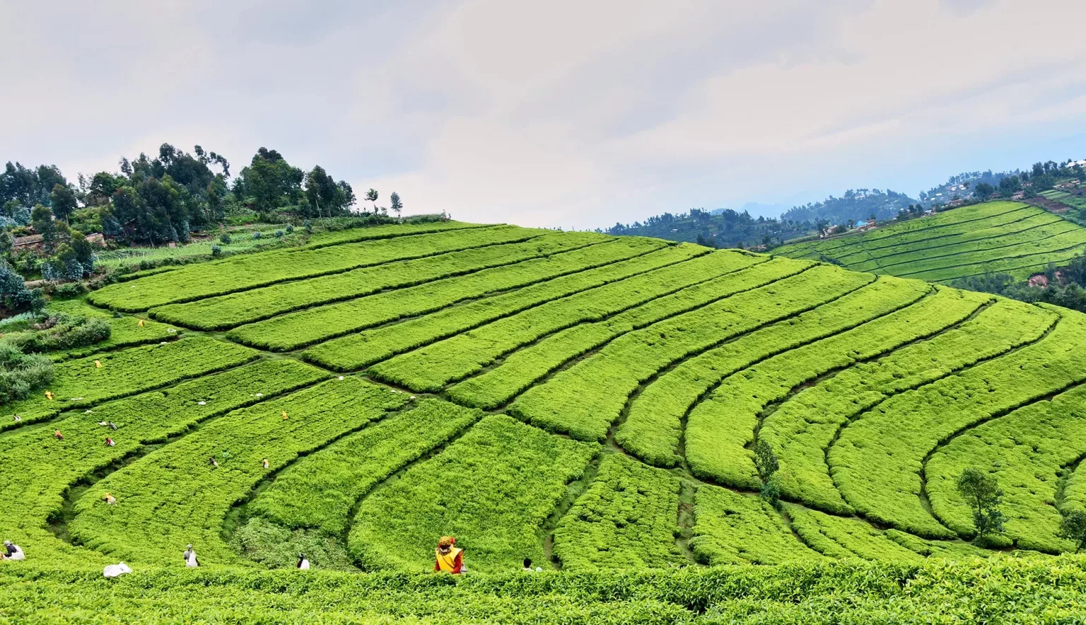 Rwanda Mountain Tea | Corporate Story | Africa Outlook Magazine