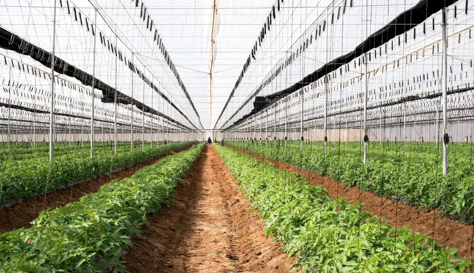 ZZ2 : Growing for the Future