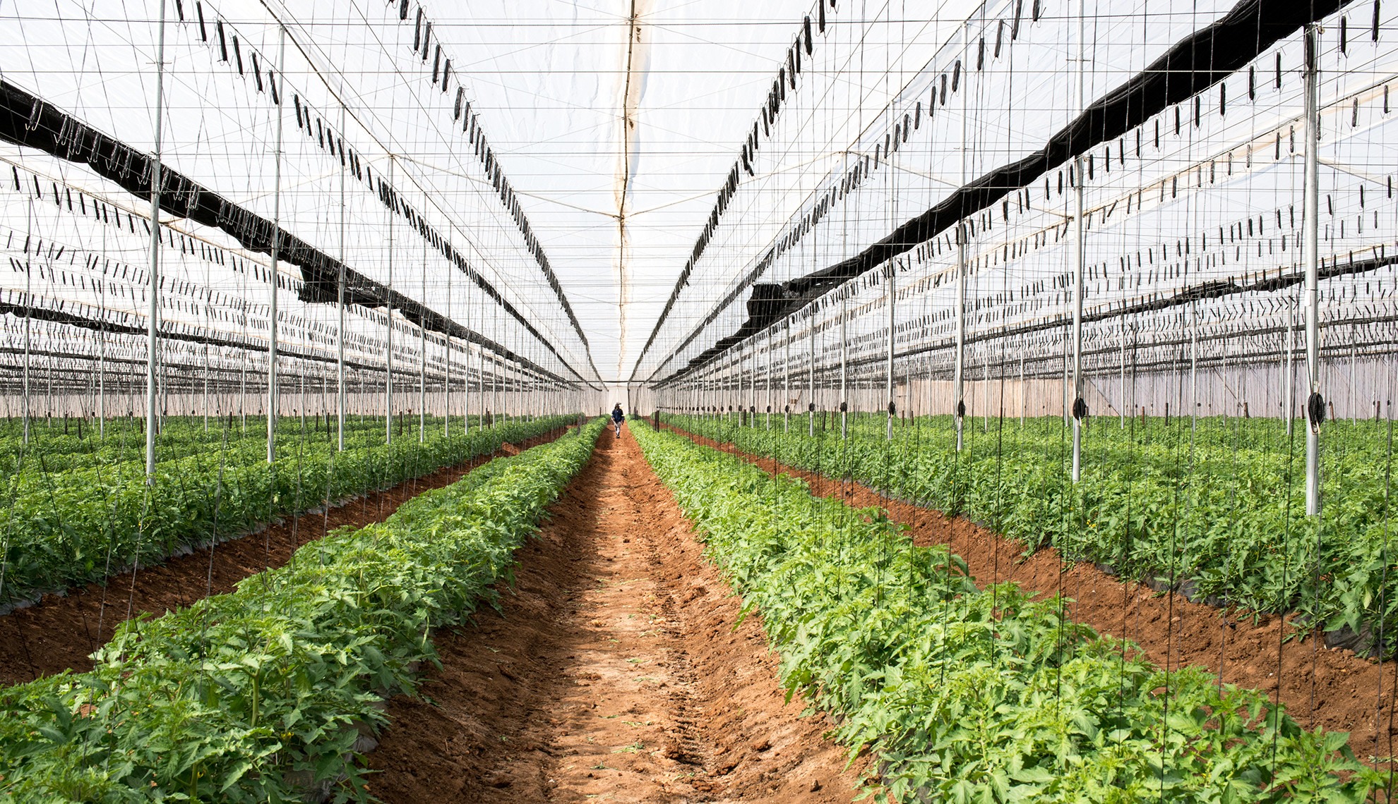 ZZ2 : Growing for the Future