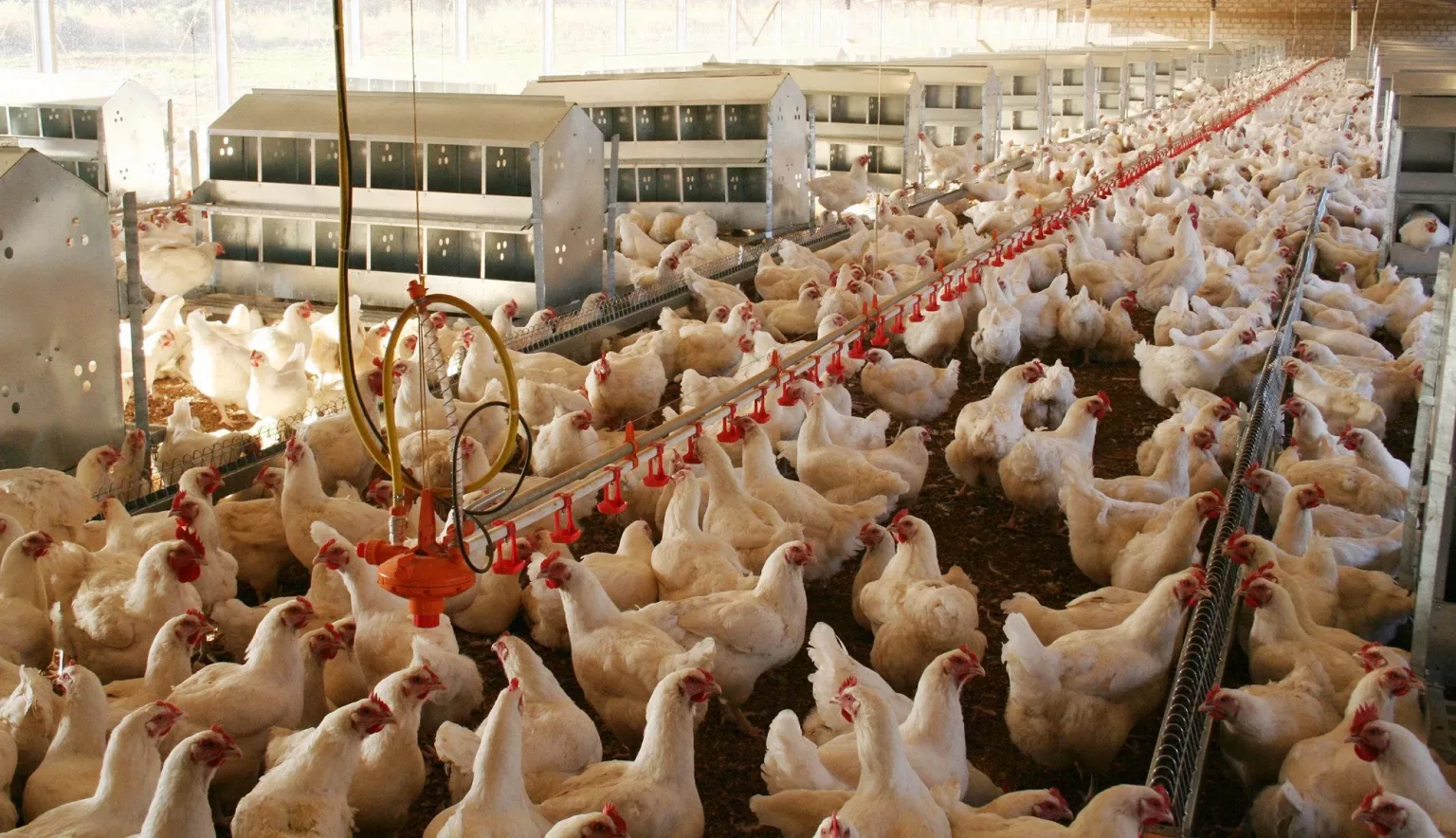 Tiger Animal Feeds and Tiger Chicks | Africa Outlook Magazine