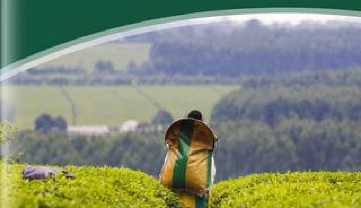 Ngorongo Tea : Brighter, Brisker and Stronger Tea