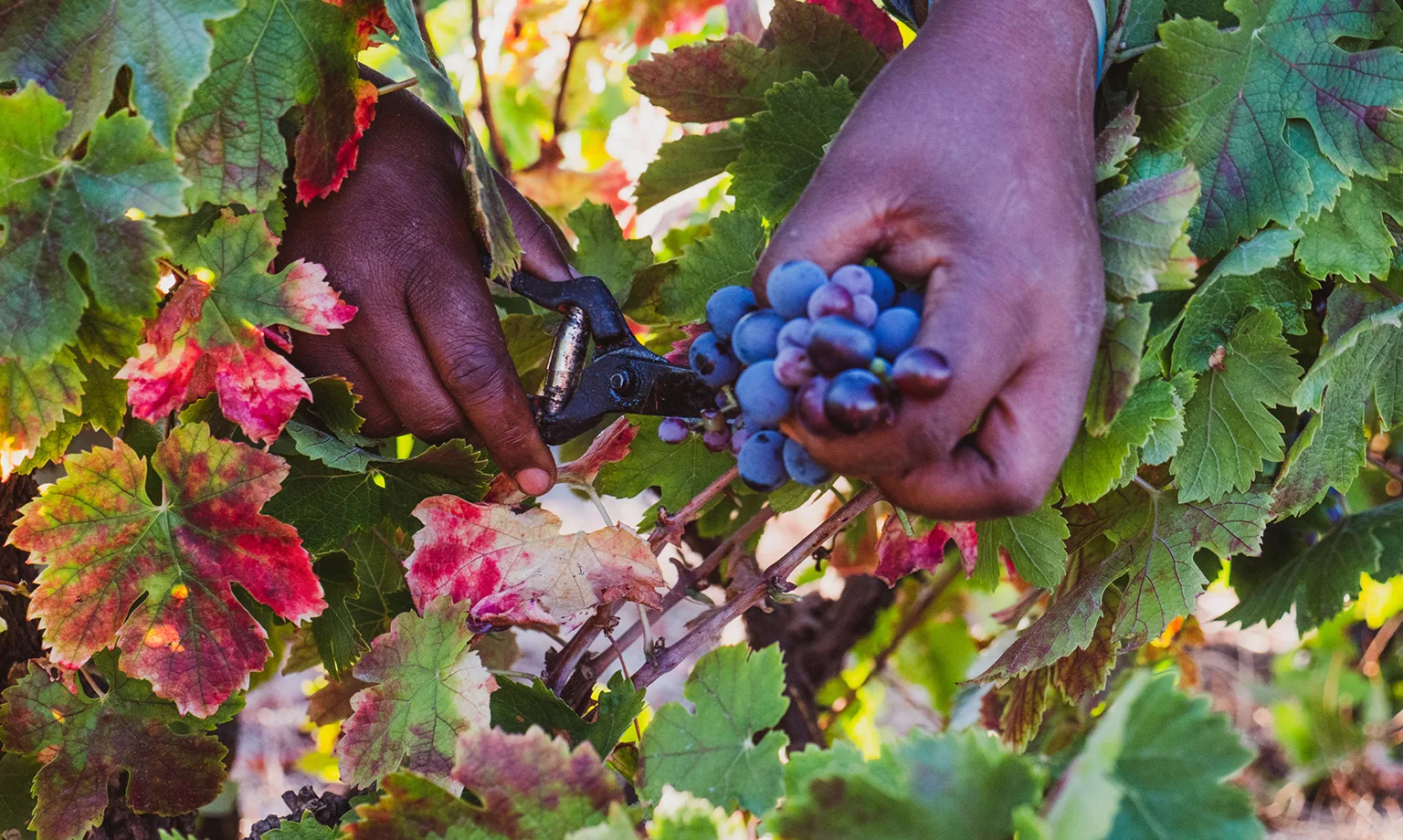 Lubanzi Wines : Sustainably Crafted - Africa Outlook Magazine