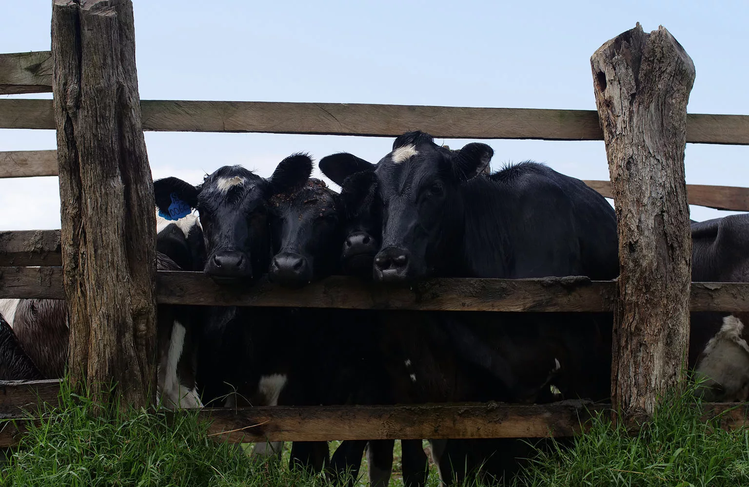 Lato Milk : From Grass to Glass - Africa Outlook Magazine