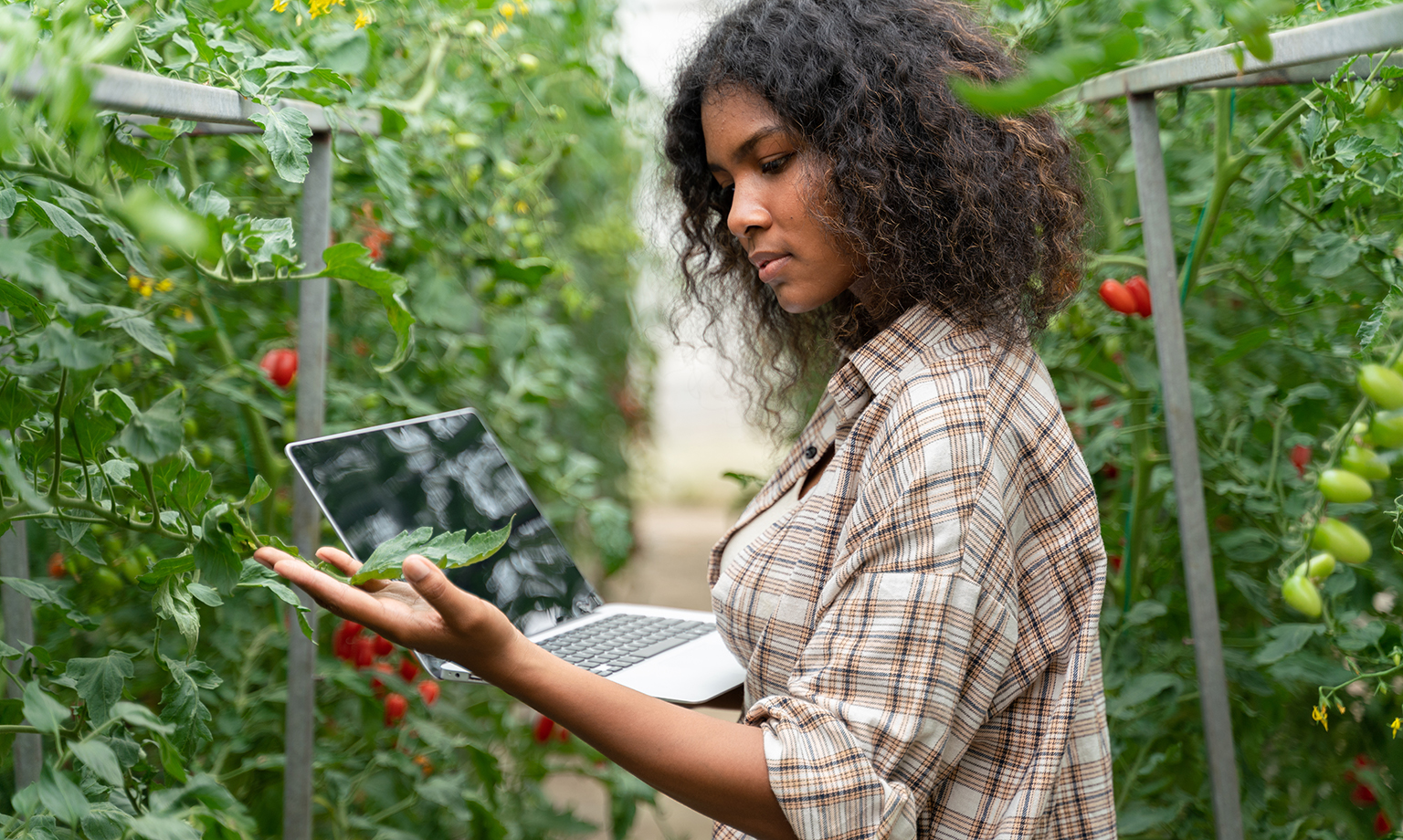 AAA Growers : The Art of Growing - Africa Outlook Magazine